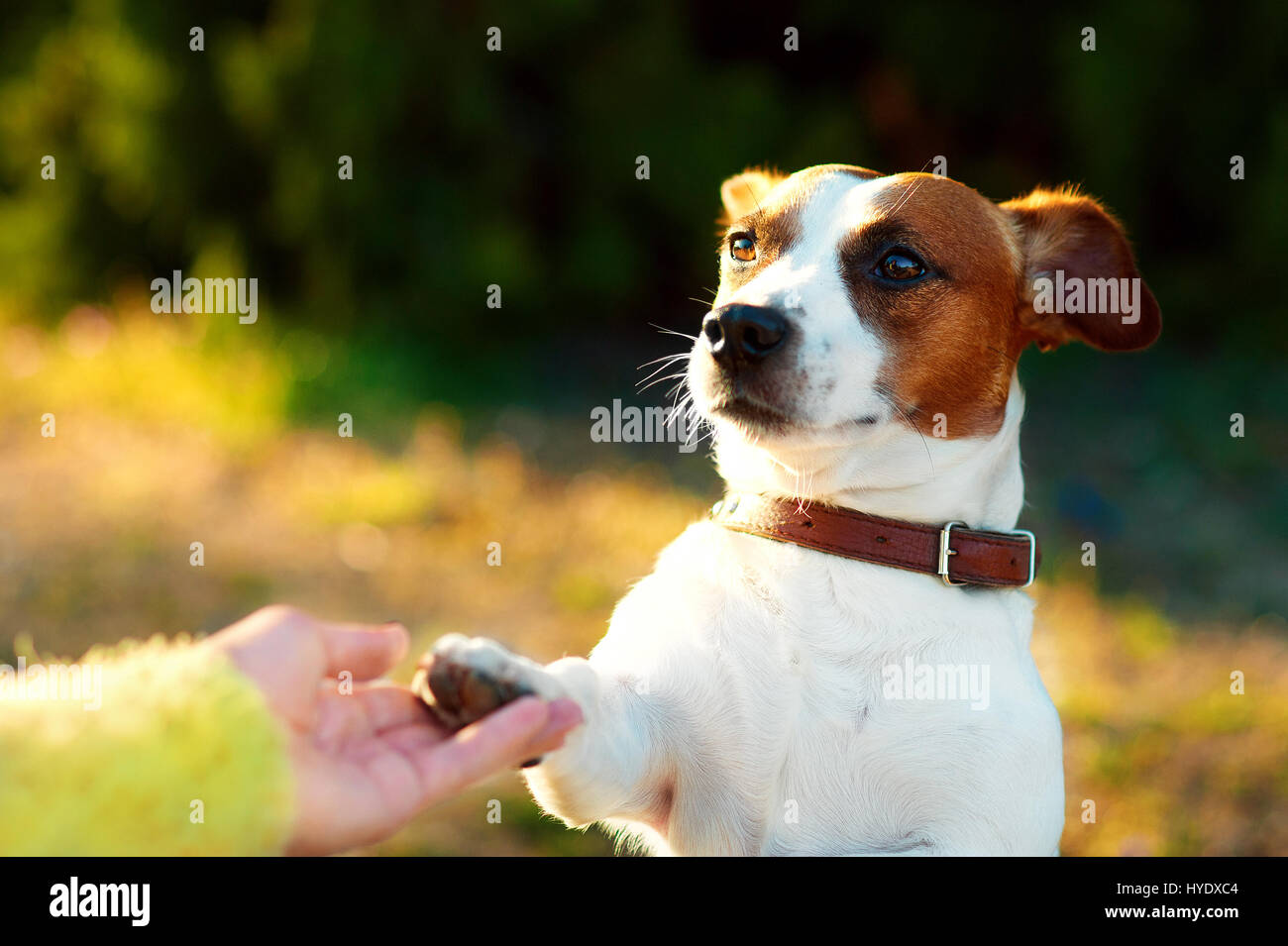 Woman handshake vintage hi-res stock photography and images - Alamy