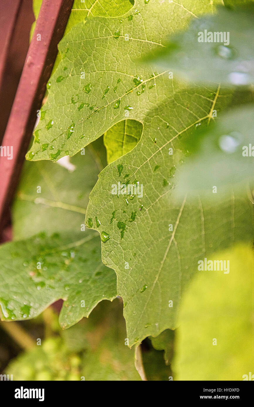 Profile of a human face in a leaf Stock Photo - Alamy