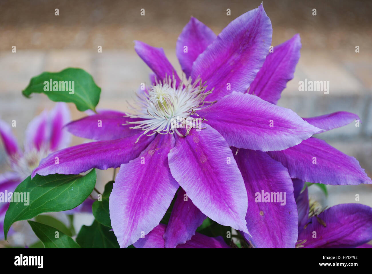 A Clematis in Full Bloom in Tennessee Stock Photo - Alamy
