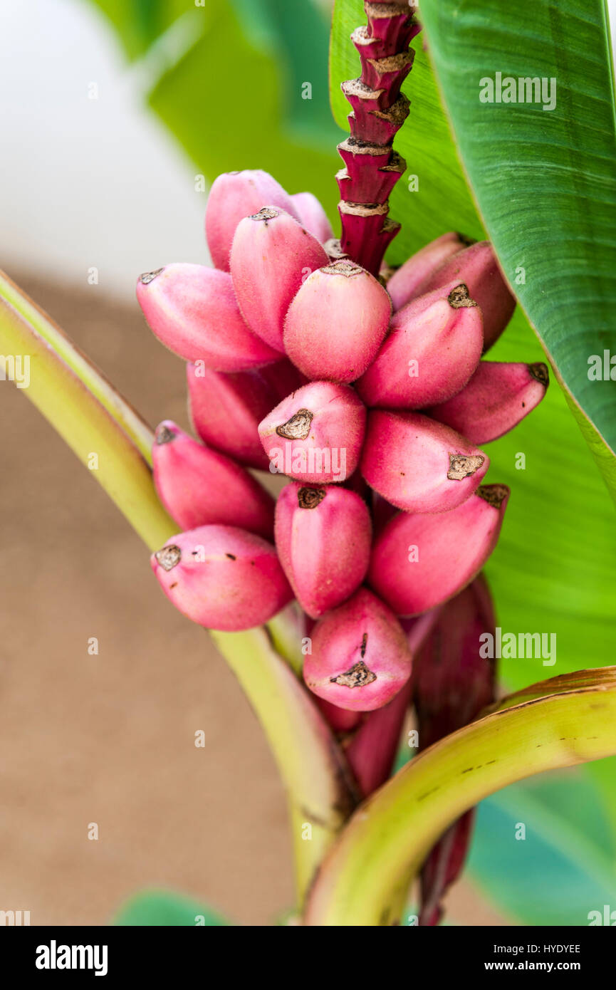 Large crop of bananas hi-res stock photography and images - Alamy