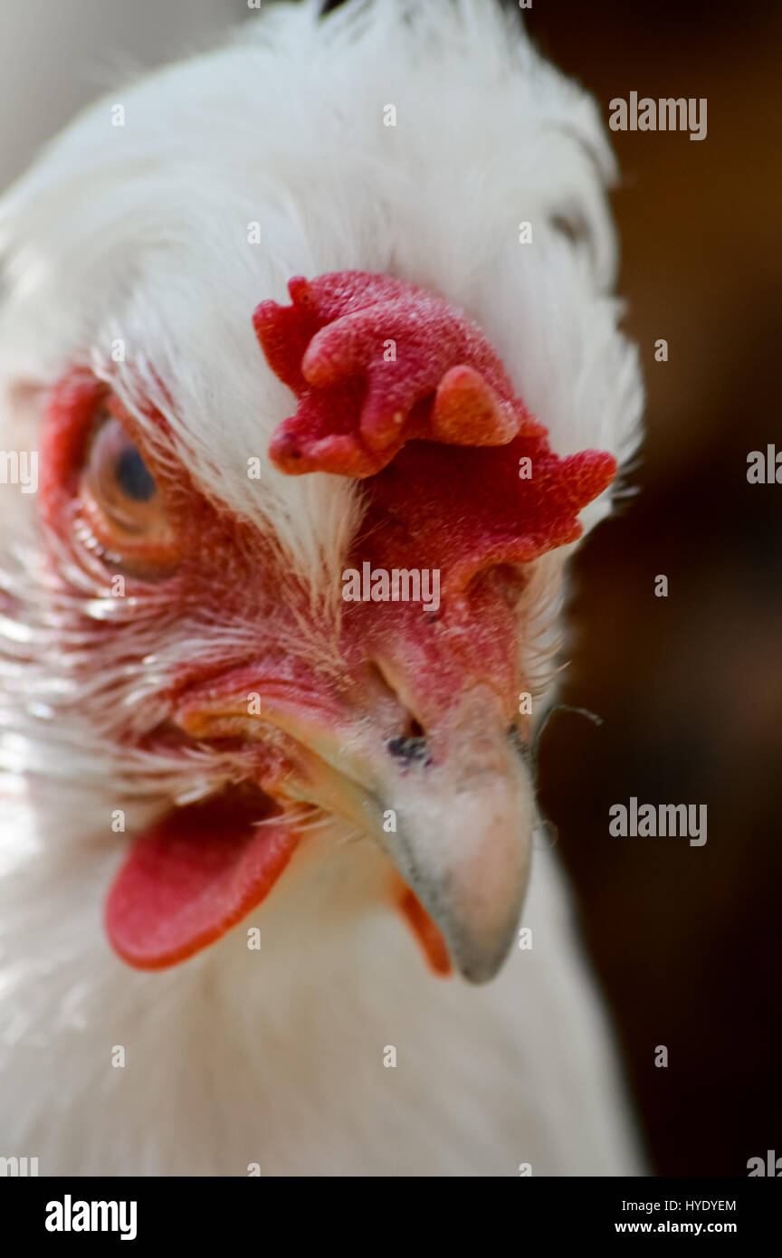 white chicken portrait closeup Stock Photo - Alamy