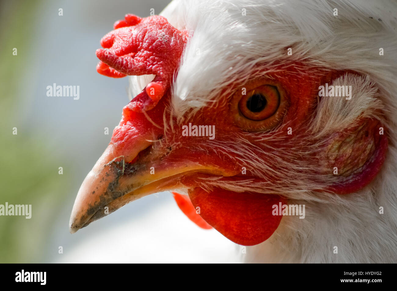 white chicken portrait closeup Stock Photo - Alamy