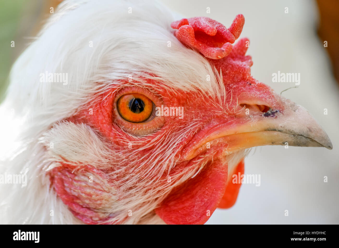 Rooster face closeup farm hi-res stock photography and images - Alamy