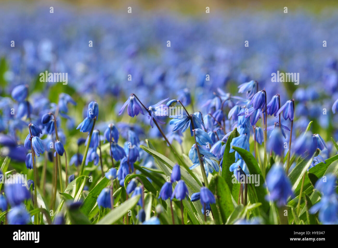 Blue snowdrops field in the park of Gdynia, Poland Stock Photo - Alamy
