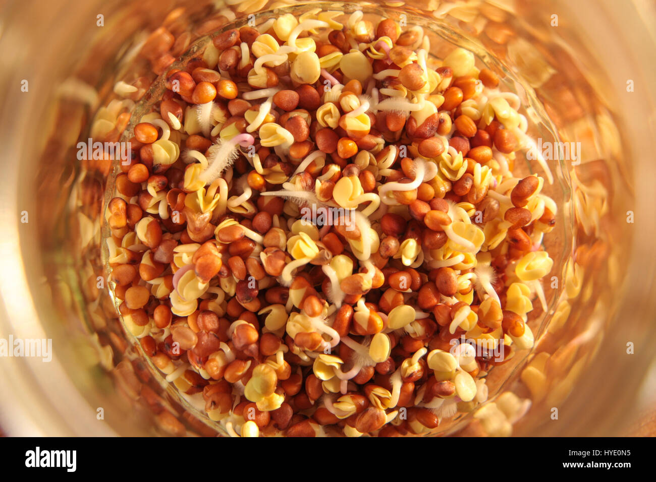 Root hairs of radish hi-res stock photography and images - Alamy