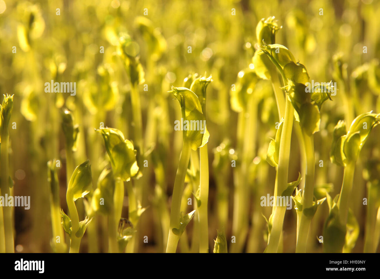 Young pea shoots on a blurred background with light reflections Stock ...