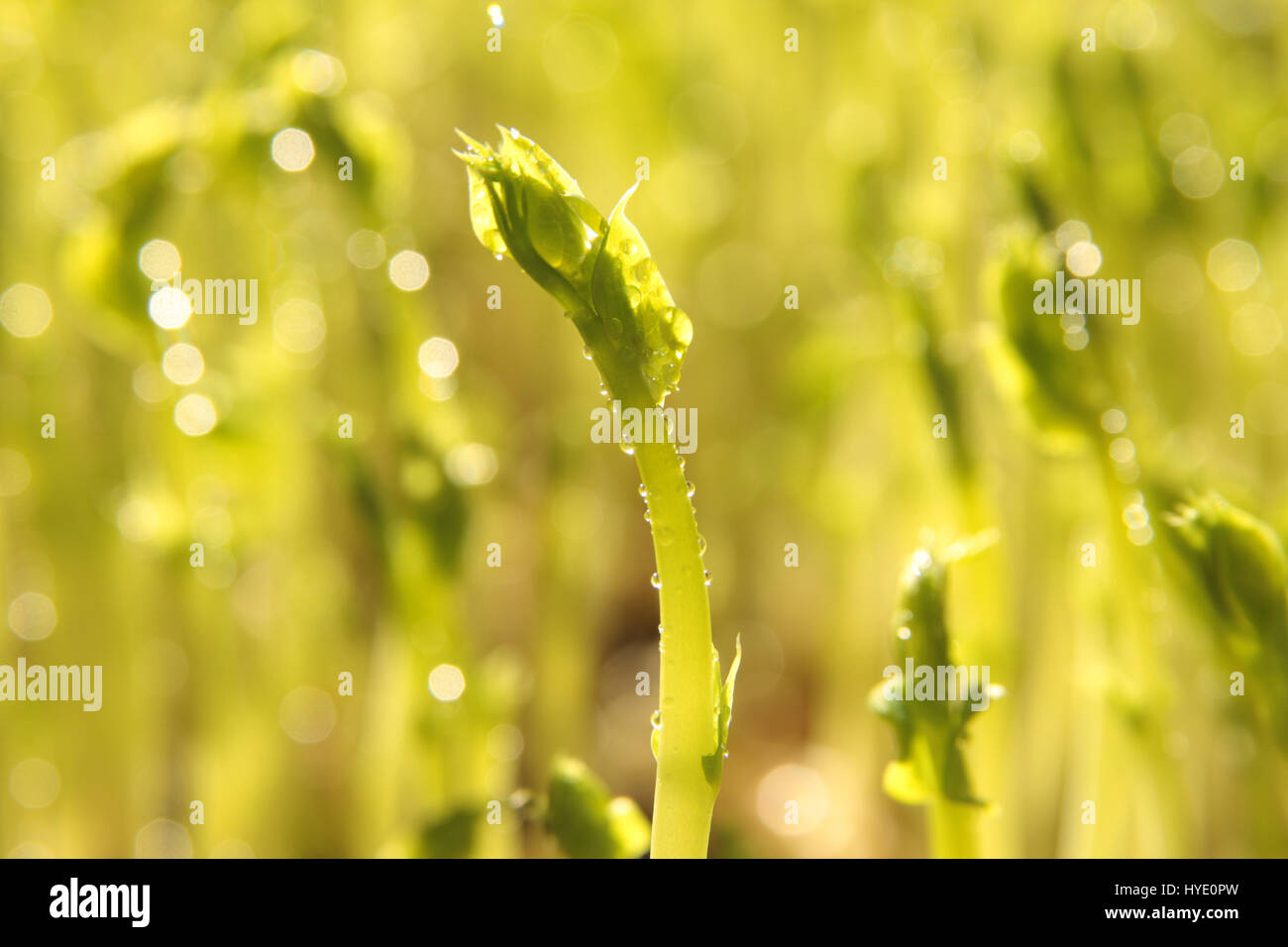 Young pea shoots on a blurred green and yellow background with light ...