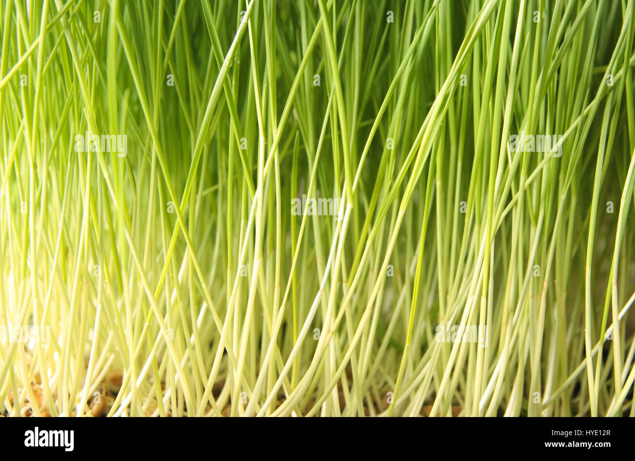 Young wheatgrass grown in soil Stock Photo - Alamy