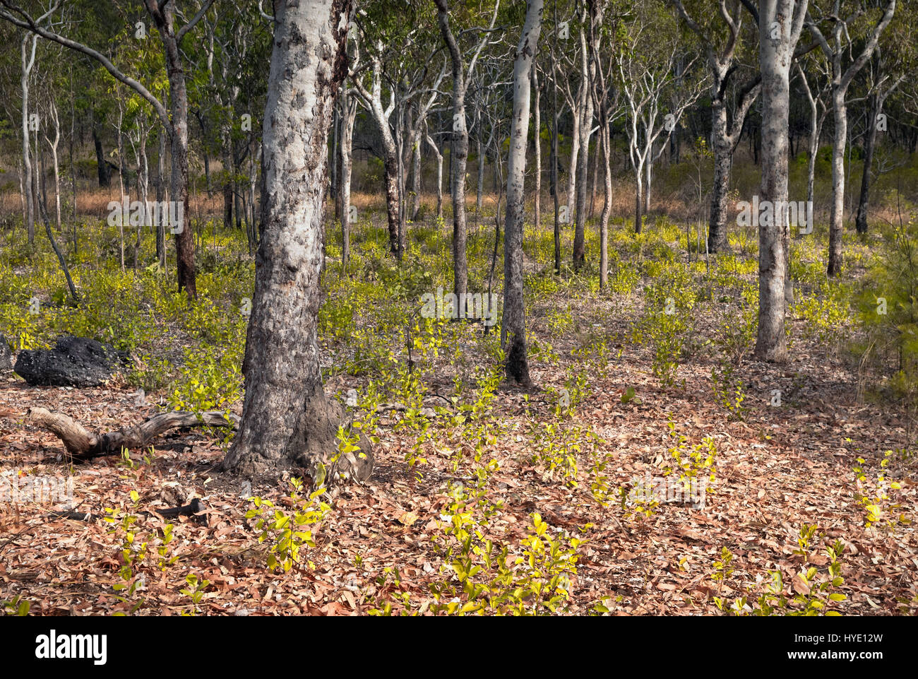 Forest paperbark trees in hi-res stock photography and images - Alamy