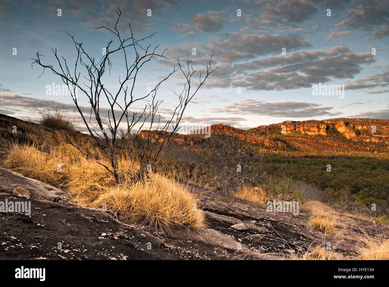 A single sun-scorched tree at dusk int Nourlangie badlands, Kakadu ...