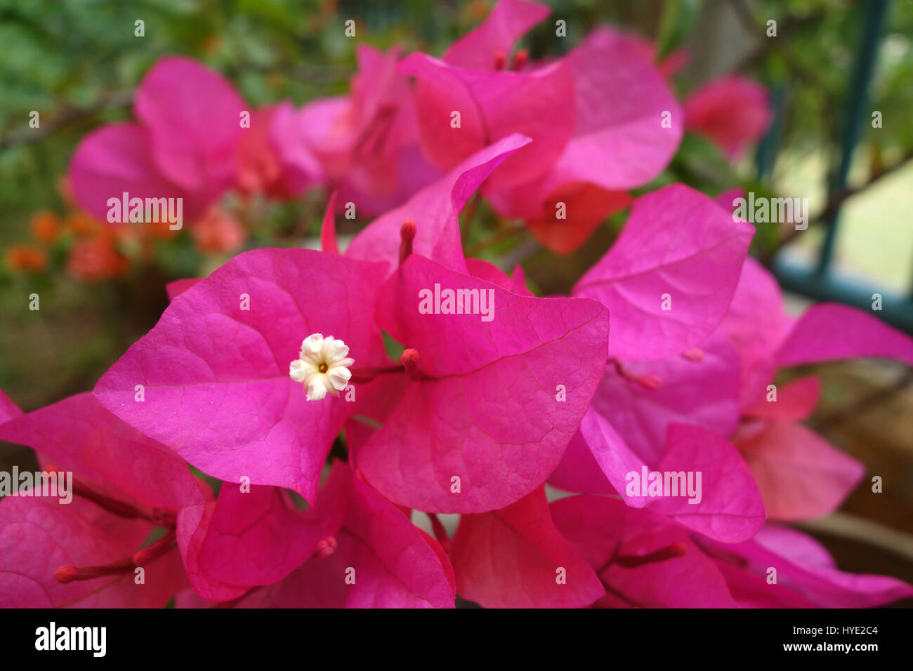 Close up of Bougainvillea flower in garden Stock Photo - Alamy