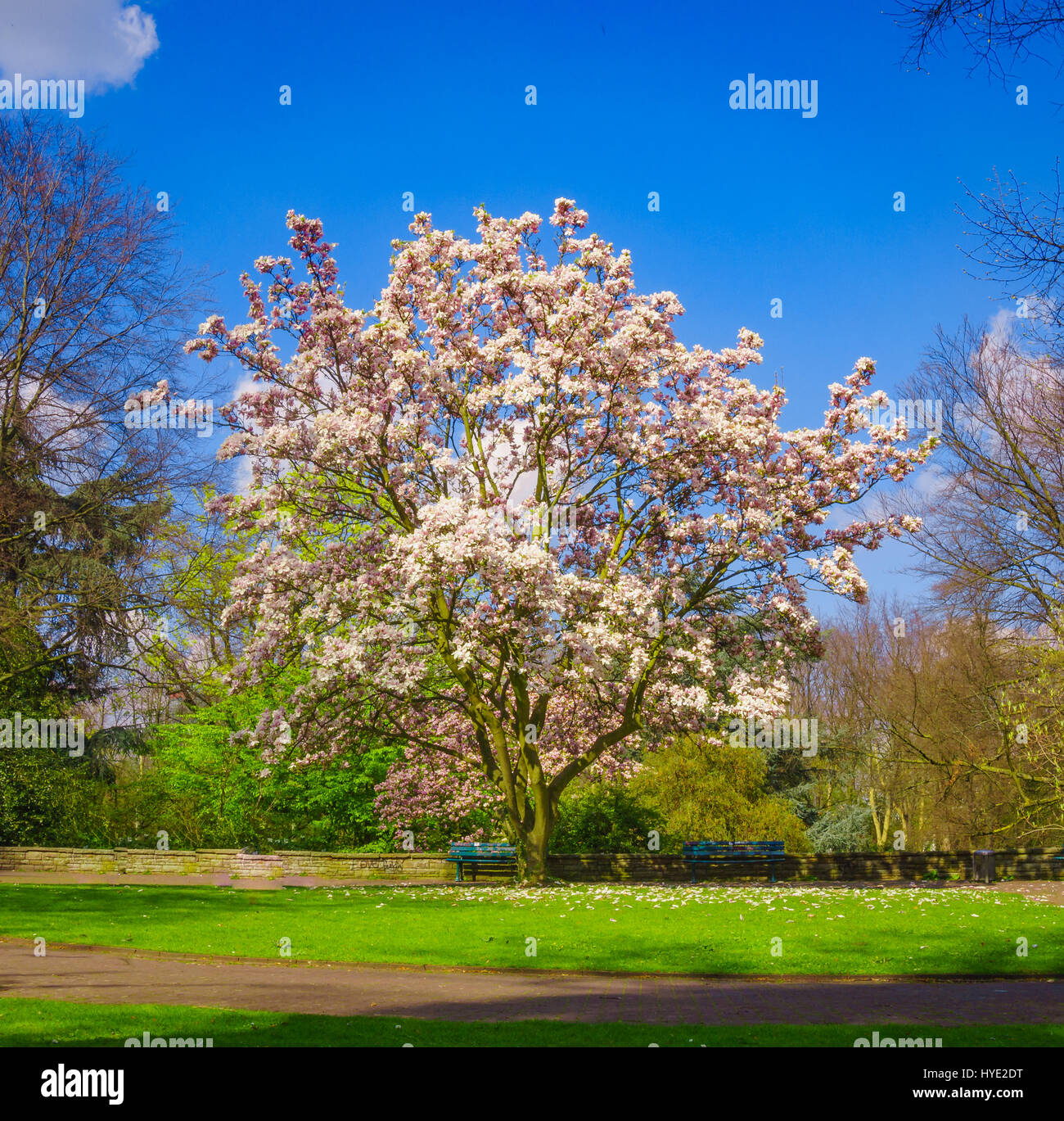 A beautiful Magnolia tree. Bloomy magnolia tree Stock Photo - Alamy