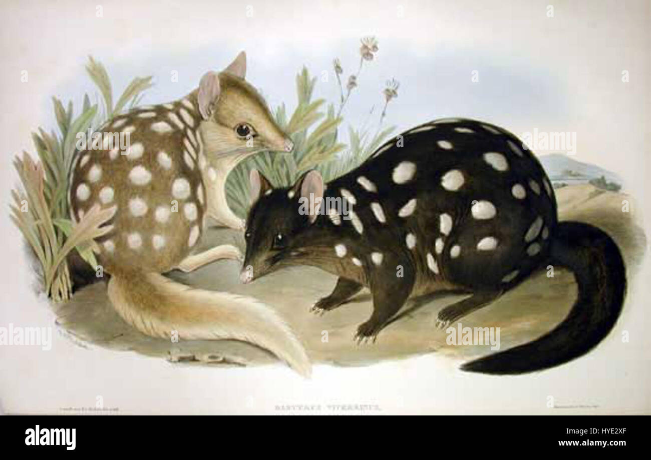 Dasyurus viverrinus Gould Stock Photo - Alamy