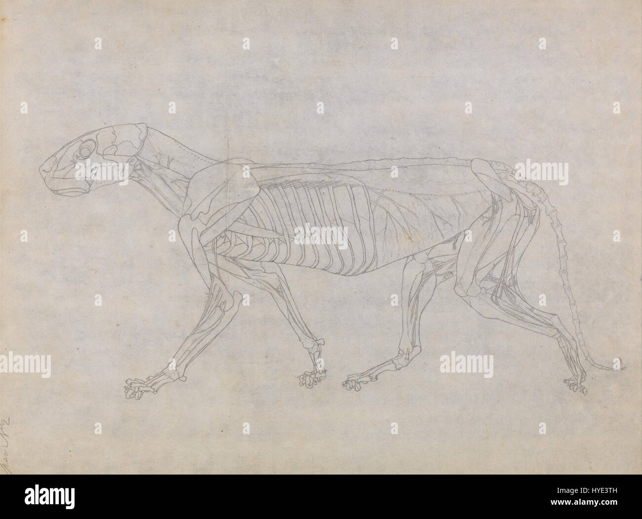 George Stubbs' work 'A Comparative Anatomical Exposition' presents a ...