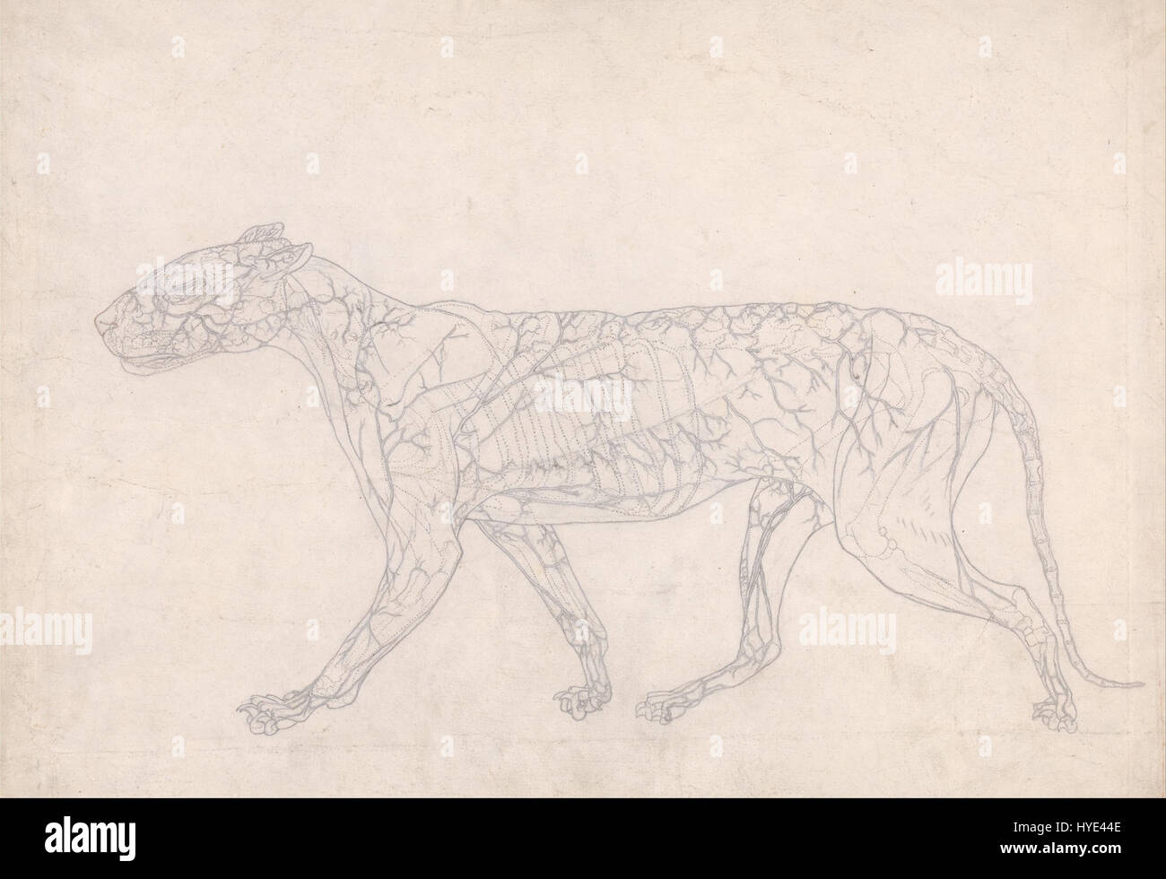 This work by George Stubbs compares the anatomy of the human body with ...