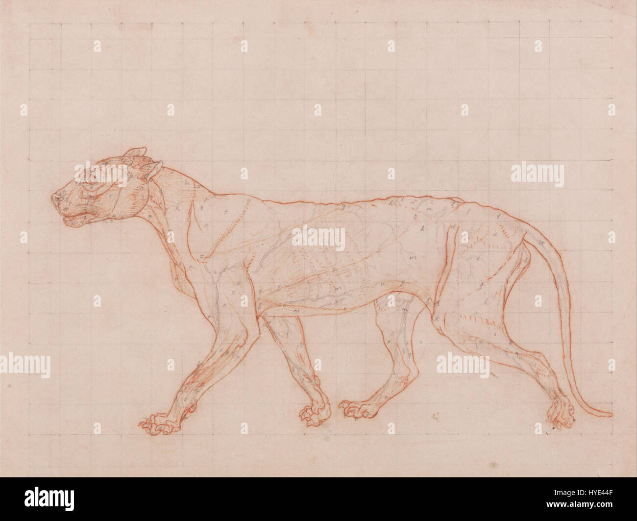 George Stubbs' work, 'A Comparative Anatomical Exposition,' compares ...