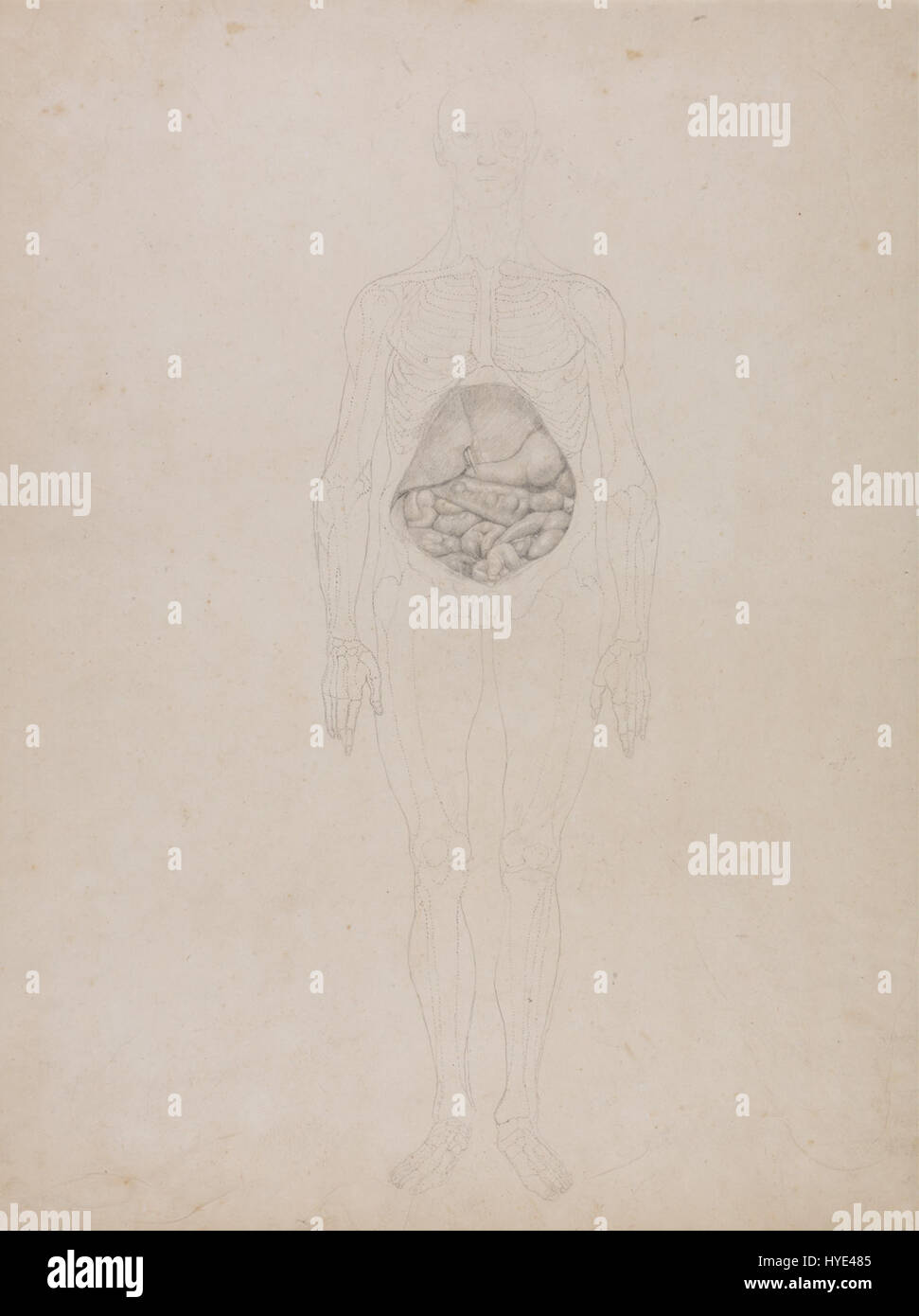 George stubbs tiger painting hi-res stock photography and images - Alamy