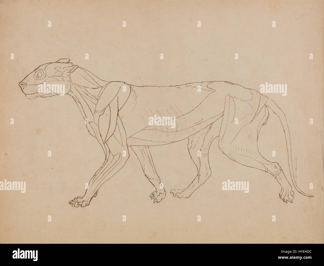 George Stubbs’ work 'A Comparative Anatomical Exposition' compares the ...