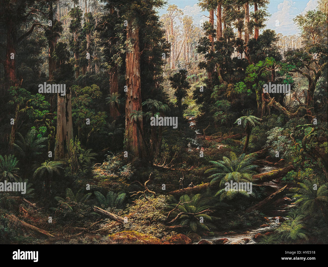 Sassafras victoria hi-res stock photography and images - Alamy