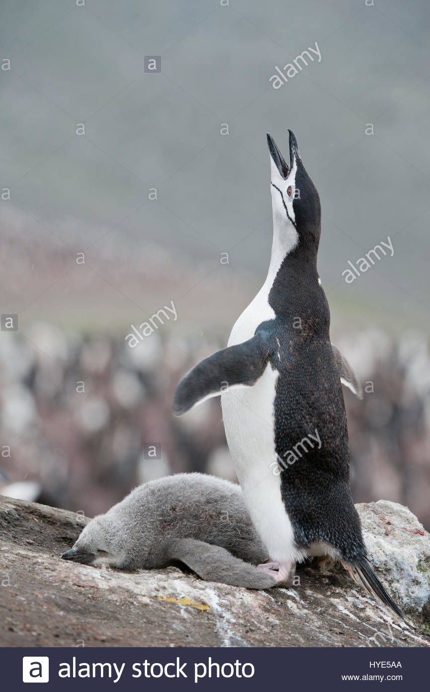 Dead Penguin Stock Photos & Dead Penguin Stock Images - Alamy