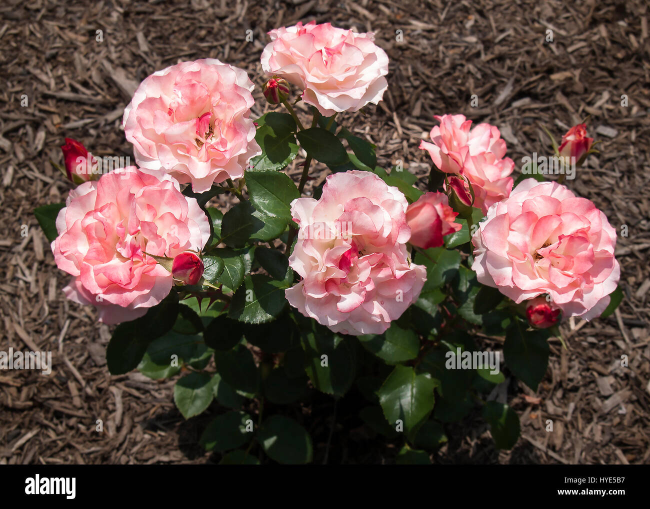 Canada blooms rose hi-res stock photography and images - Alamy