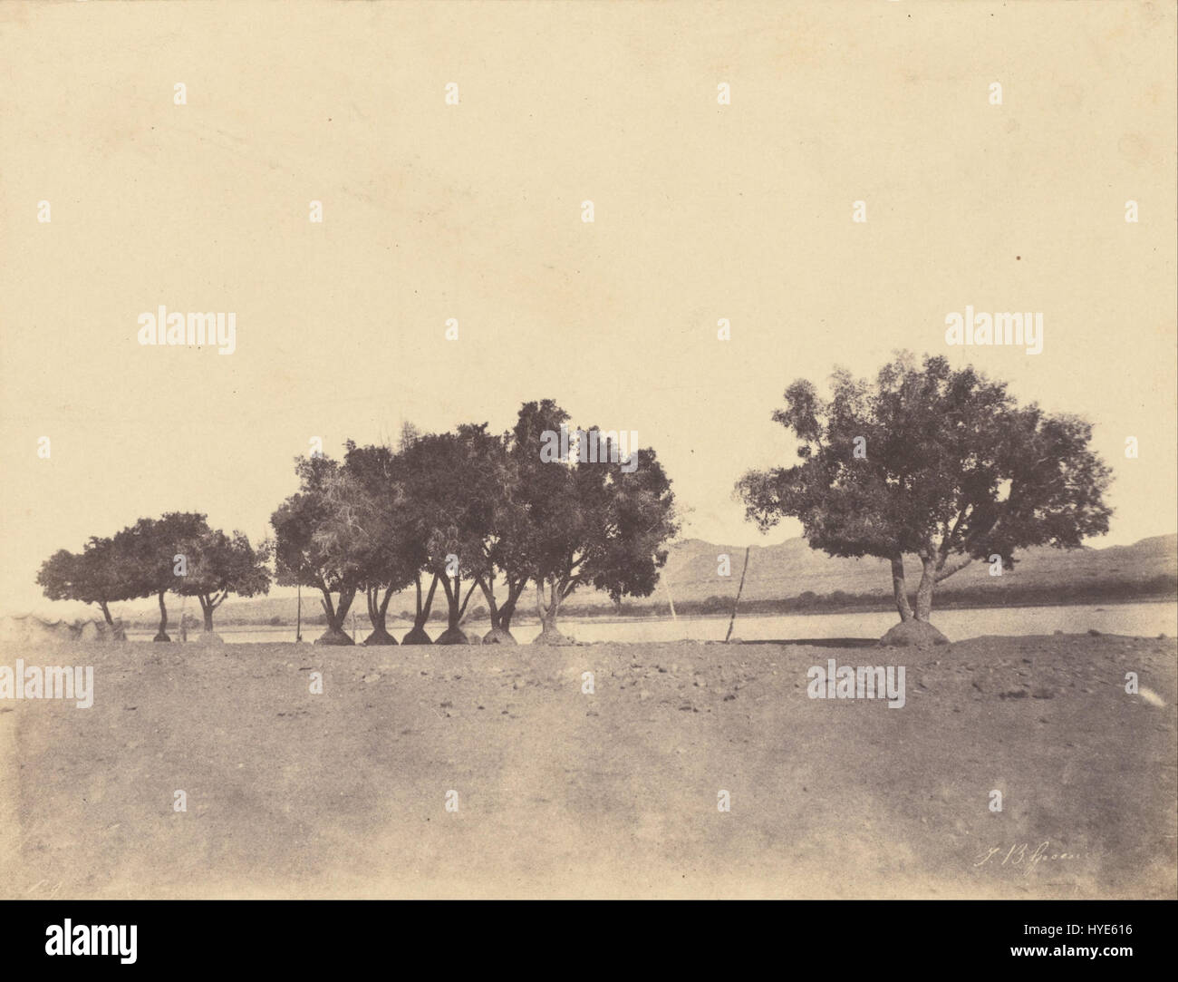 Etudes de sycomores hi-res stock photography and images - Alamy