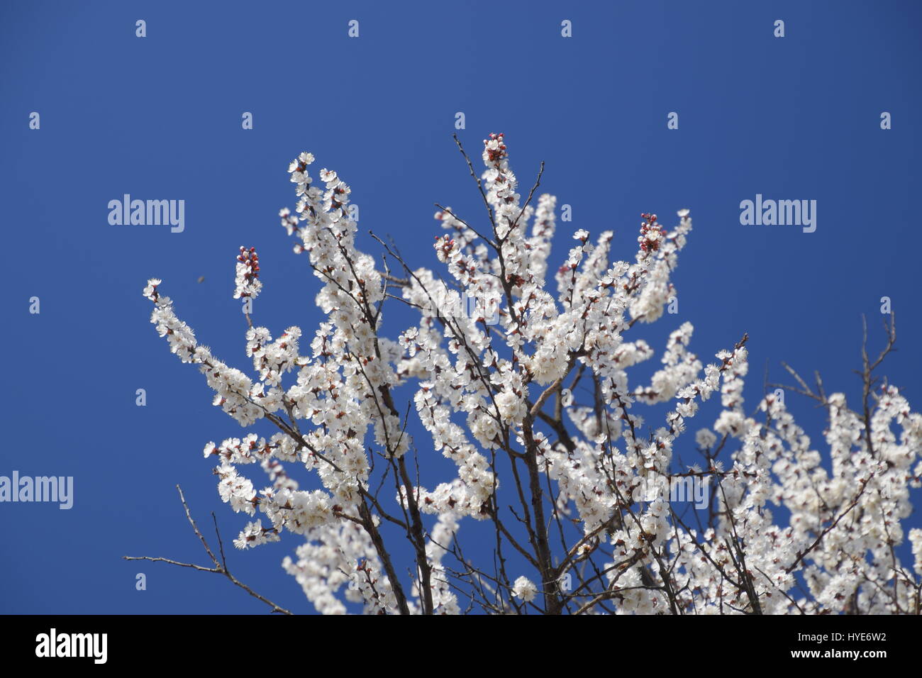 Blooming wild apricot in the garden. Spring flowering trees ...