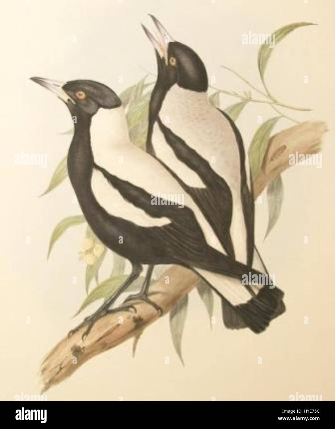 Magpie Gould refers to a bird species illustrated by John Gould, a ...