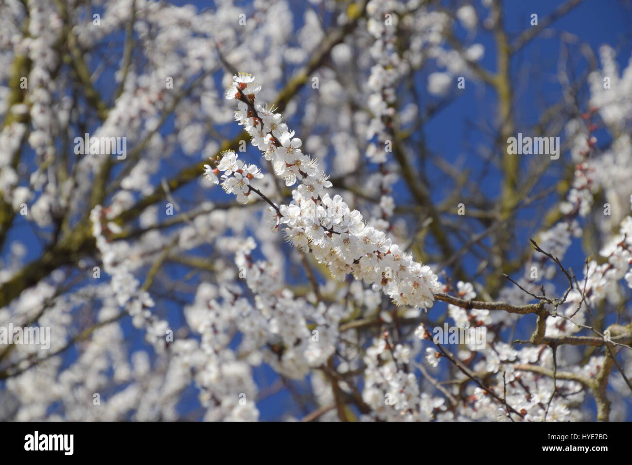 Blooming wild apricot in the garden. Spring flowering trees ...