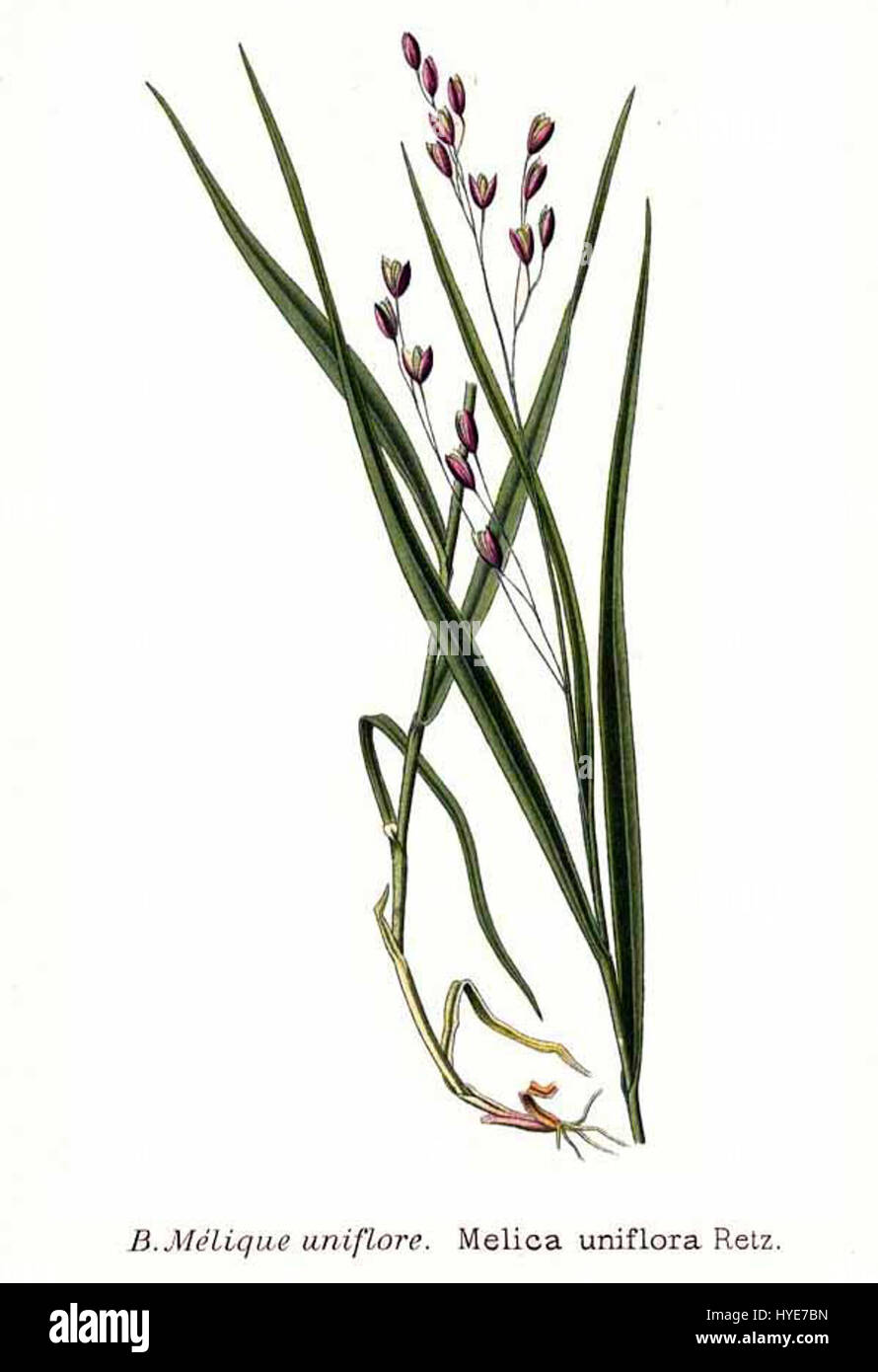 Melica uniflora Retz Stock Photo - Alamy