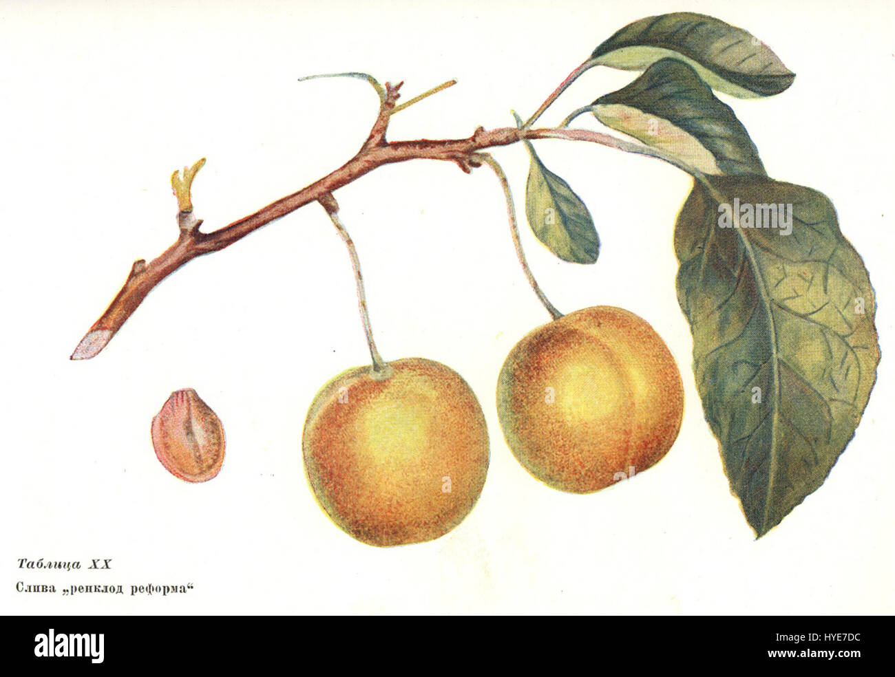 Michurin refers to the prominent Russian biologist Ivan Michurin, known ...