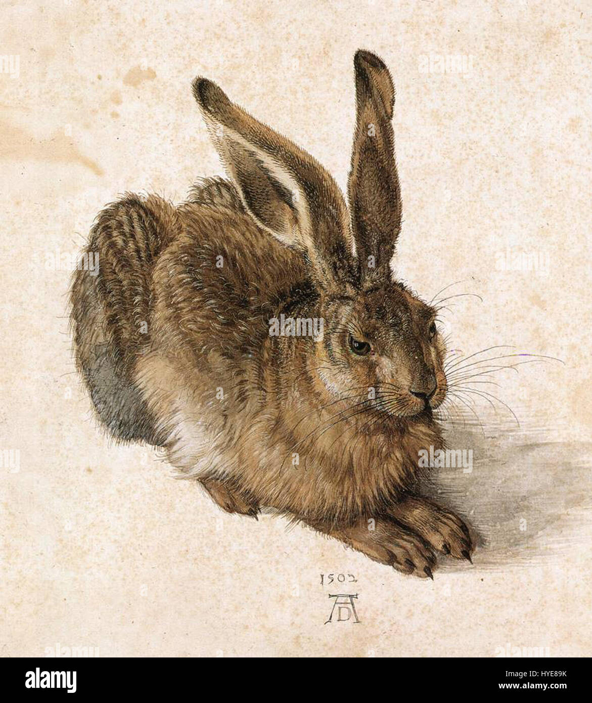 Albrecht Dürer's 'Young Hare' is a detailed watercolor and gouache ...