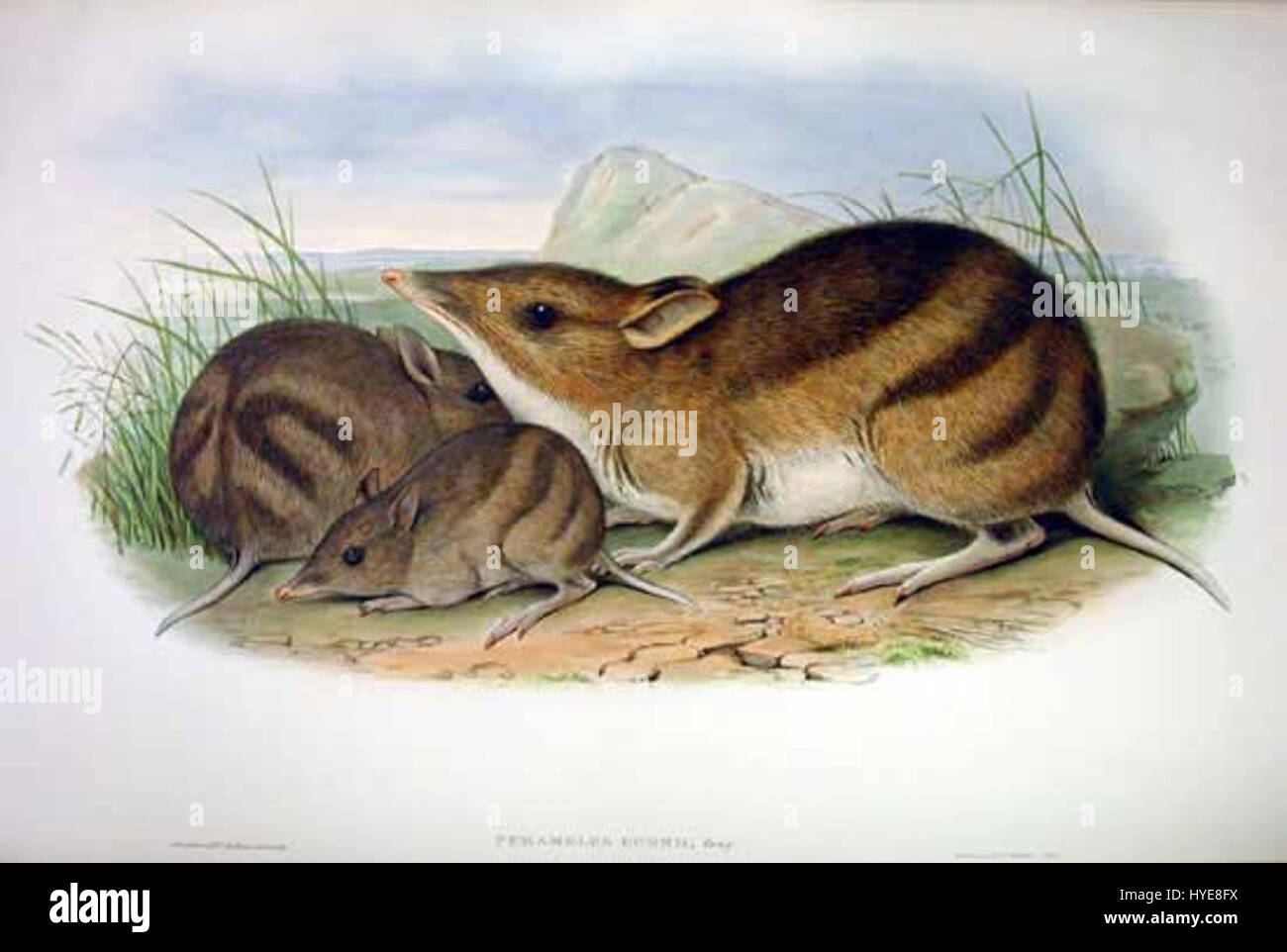 Perameles gunnii, also known as the Eastern Barred Bandicoot, is a ...