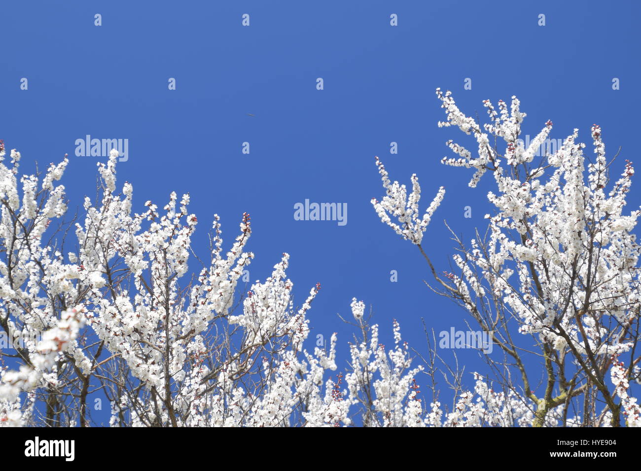 Blooming wild apricot in the garden. Spring flowering trees ...