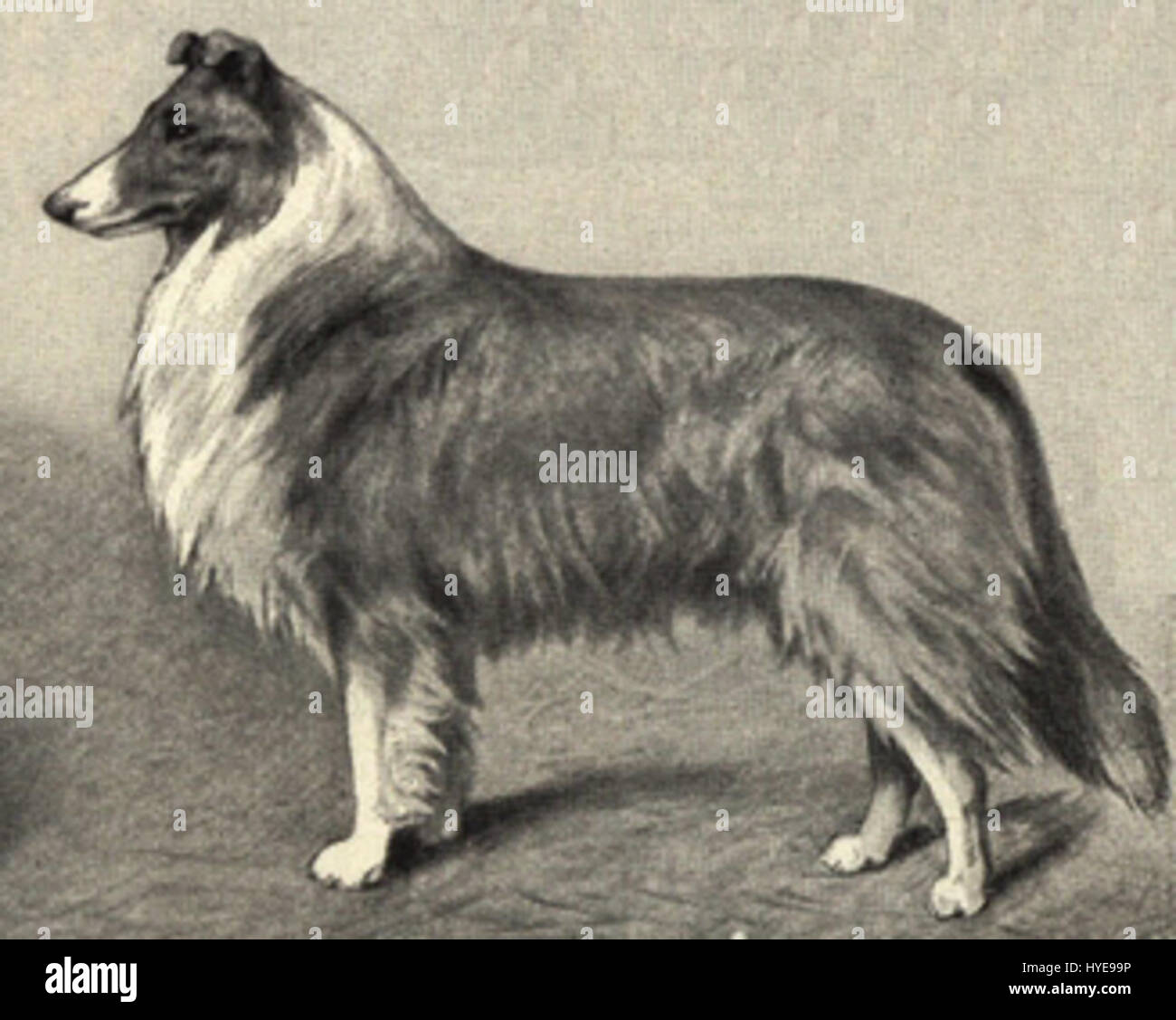 This portrait of a Rough Collie dog captures the breed’s distinct ...