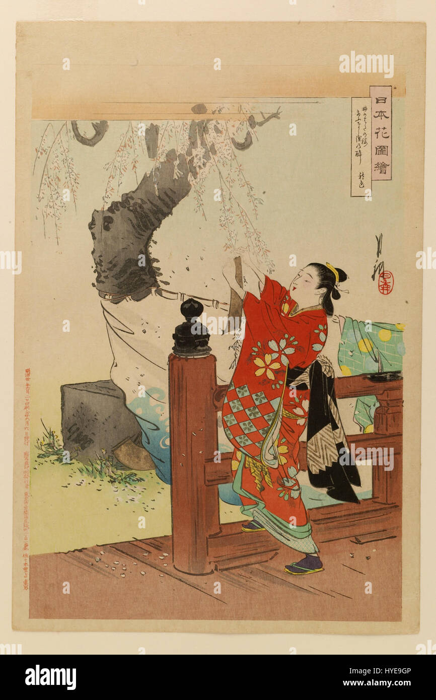 'Sasaki Toyokichi Nihon Hana Zue' is a Japanese flower illustration ...