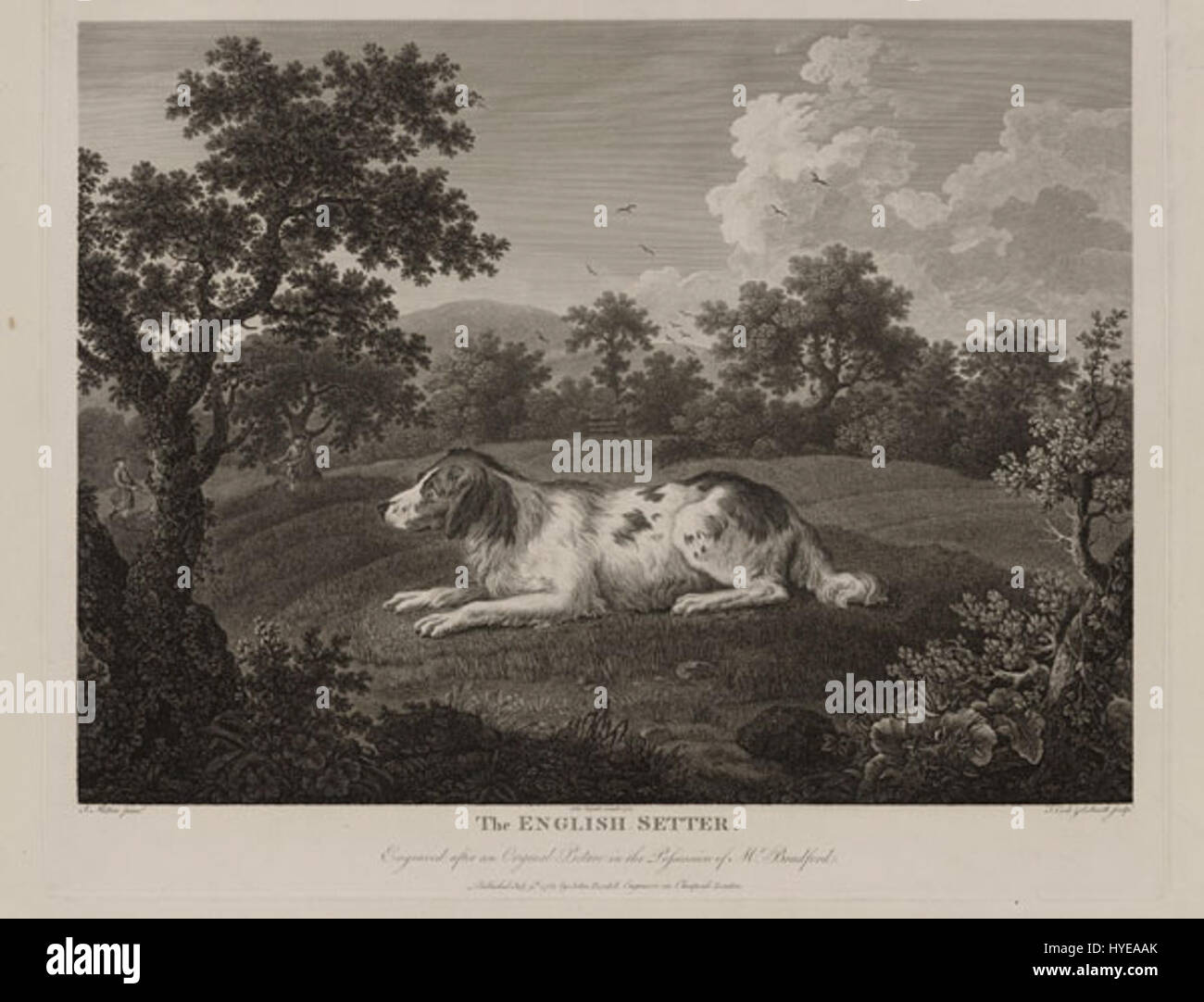 'The English Setter' is a detailed depiction of this breed of dog ...