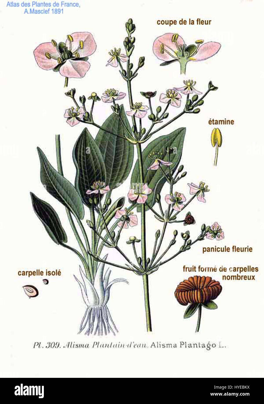 Alisma plantago L. is a species of aquatic plant in the family ...