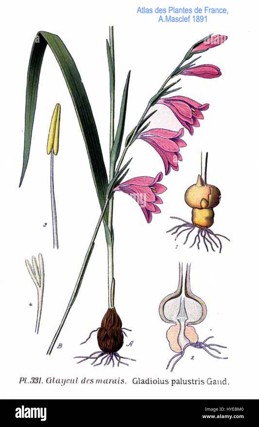 Gladiolus drawing hi-res stock photography and images - Alamy