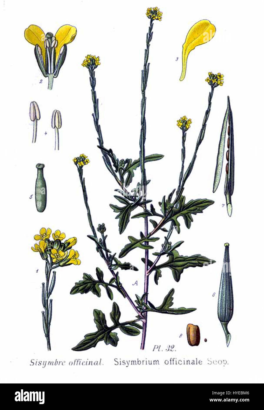 Hedge mustard sisymbrium officinale hi-res stock photography and images ...