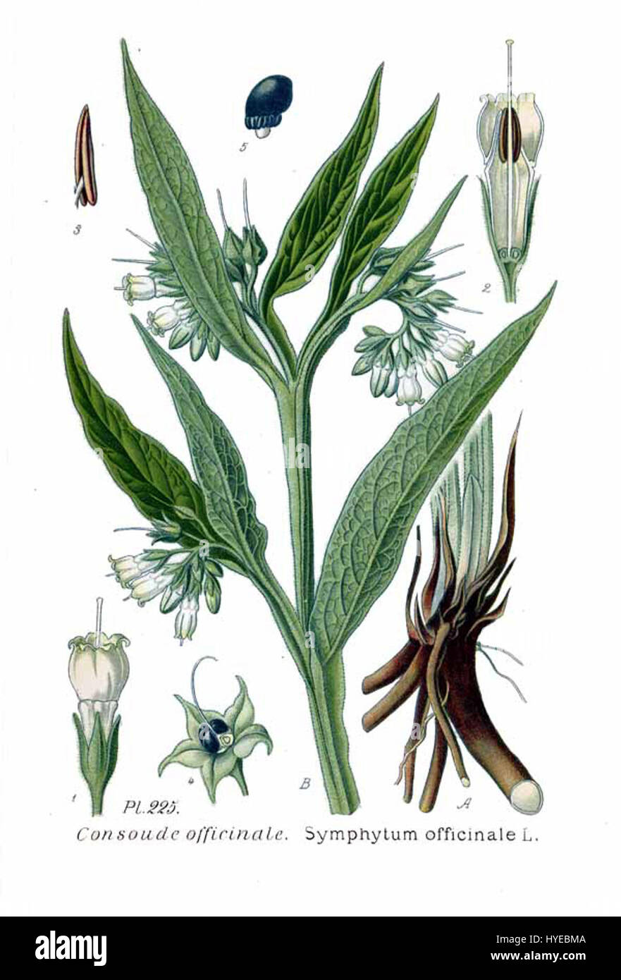 Symphytum Officinale