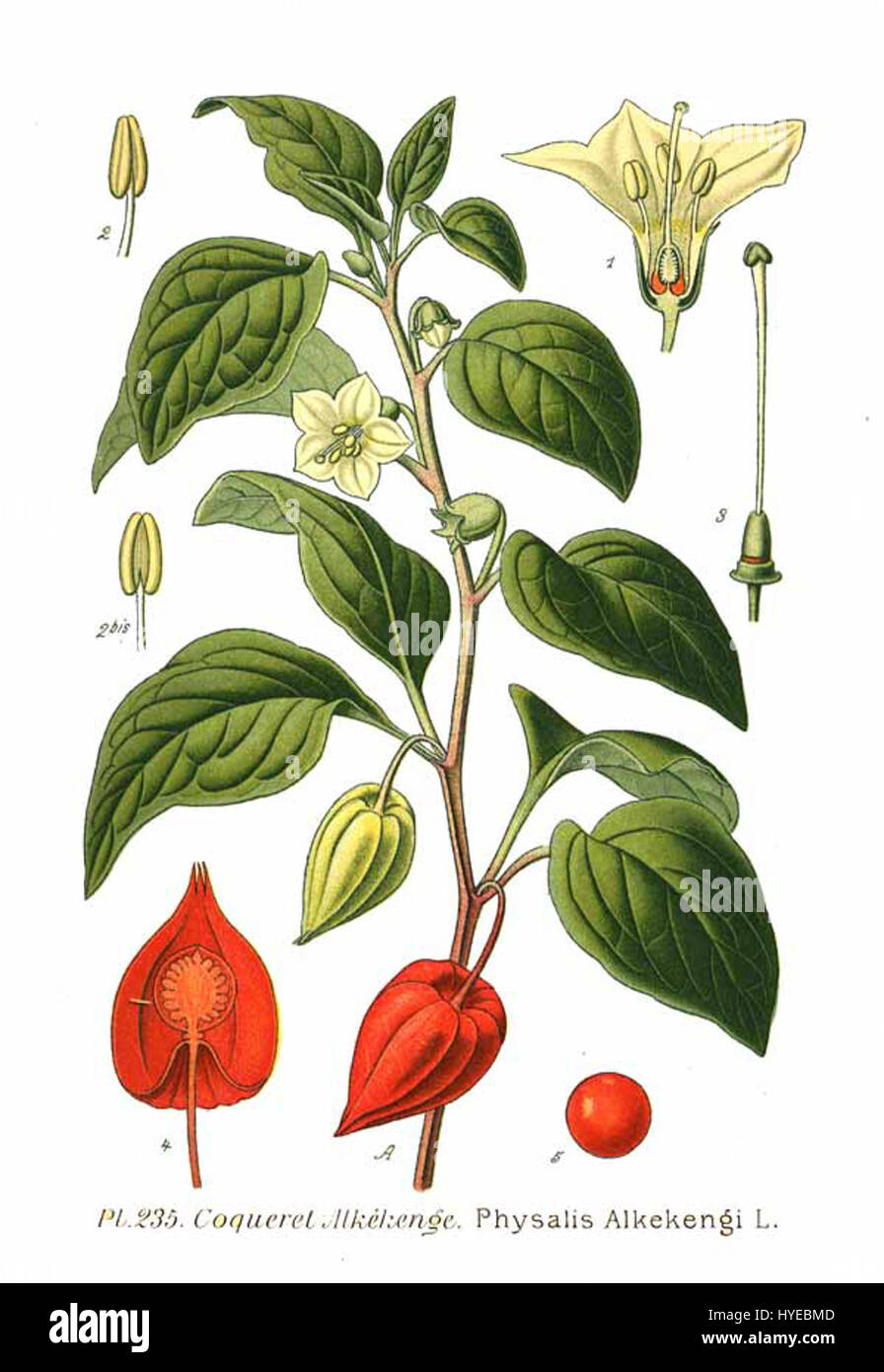 Enhanced appearance Cut Out Stock Images & Pictures - Alamy