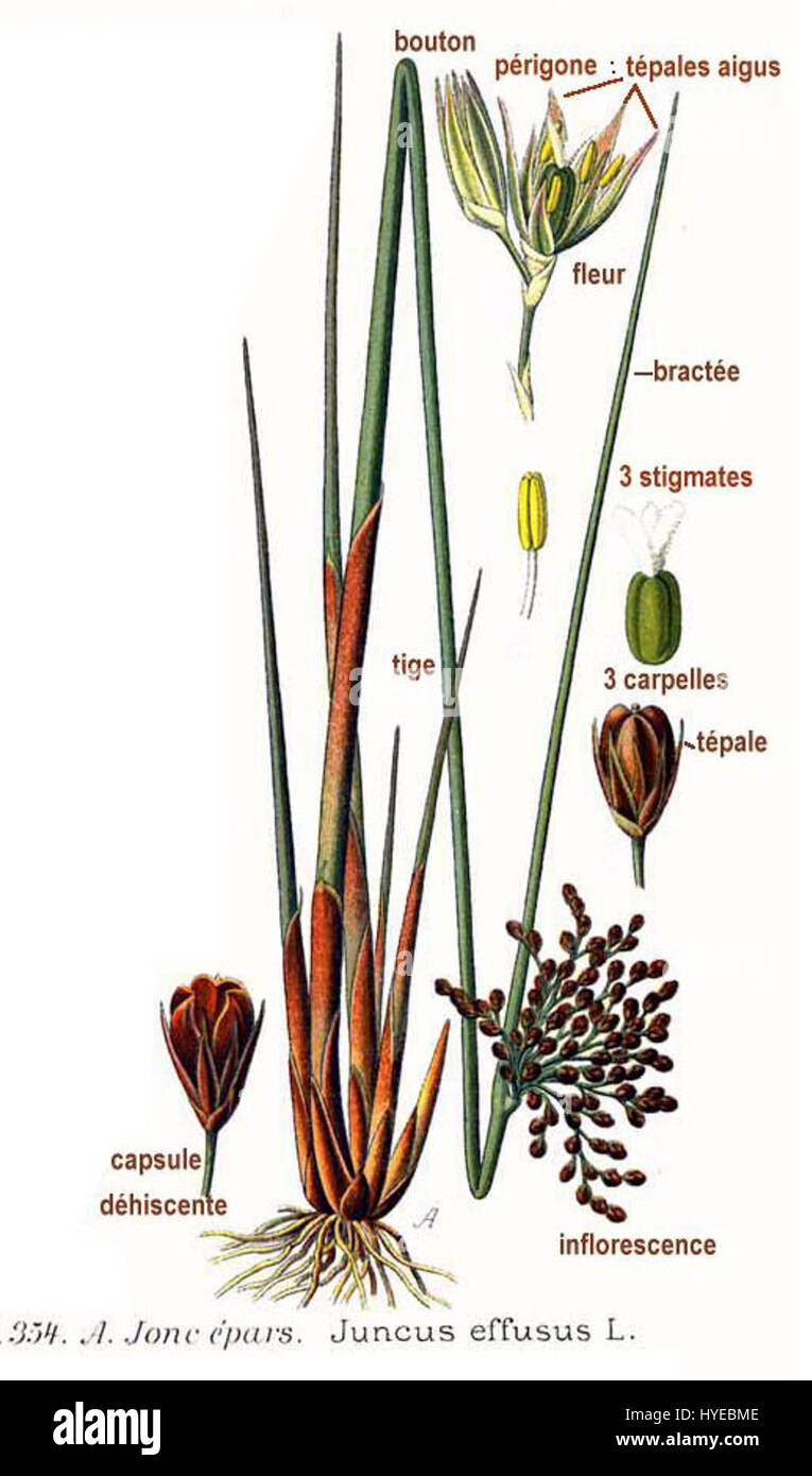 Juncus Effusus