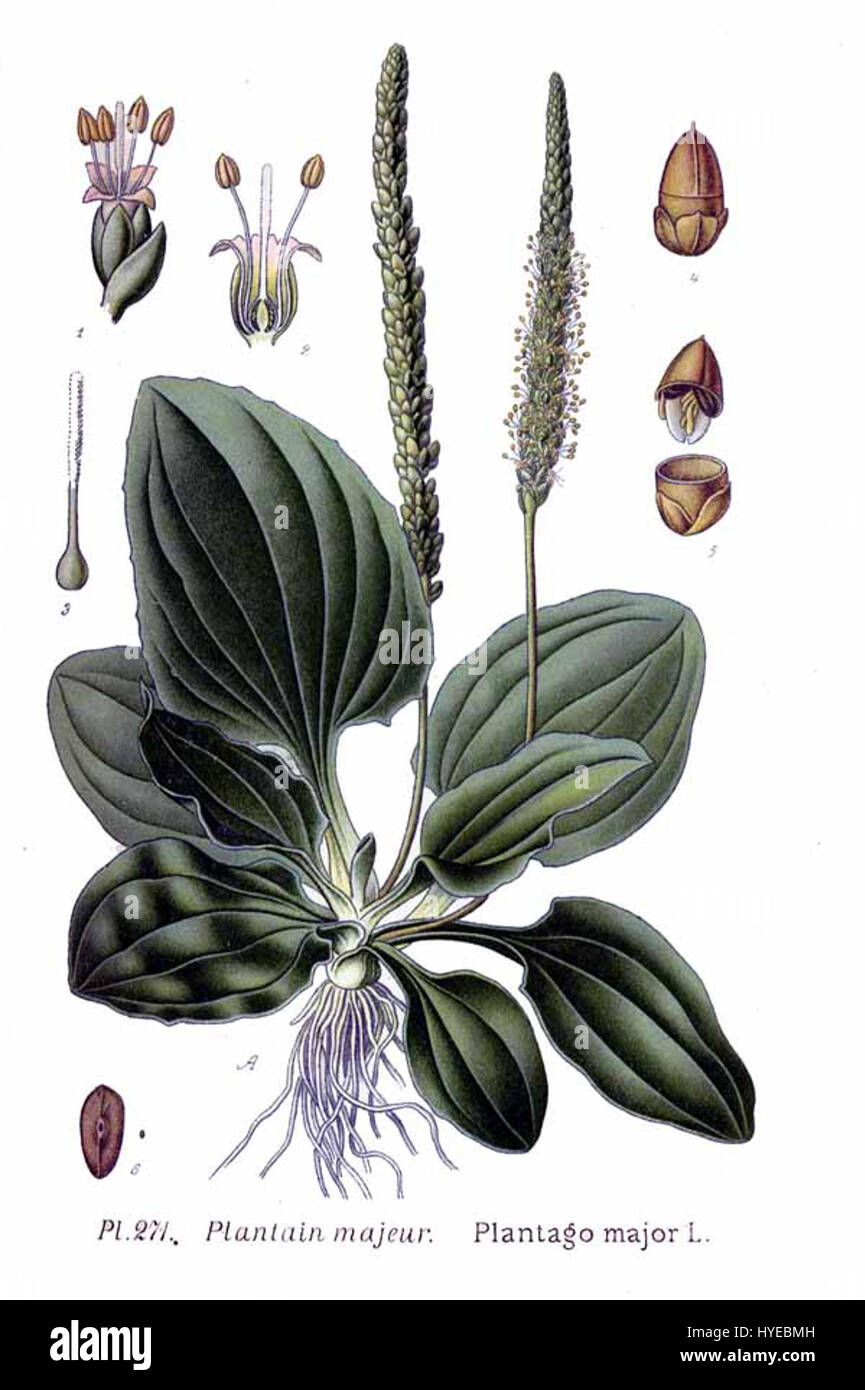 America medicine Cut Out Stock Images & Pictures - Alamy