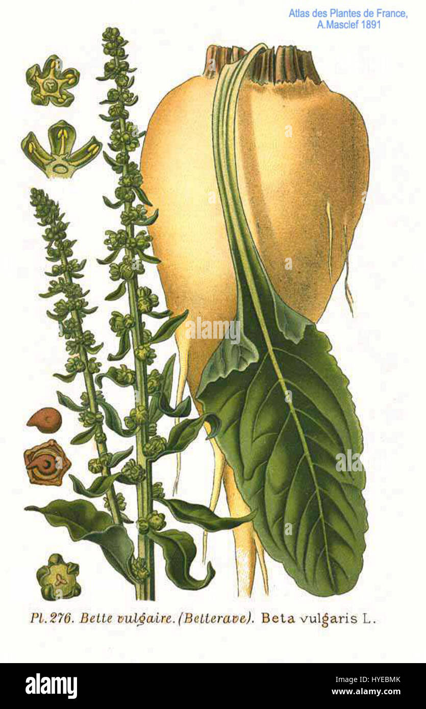 Sugar beet cultivation Cut Out Stock Images & Pictures - Alamy