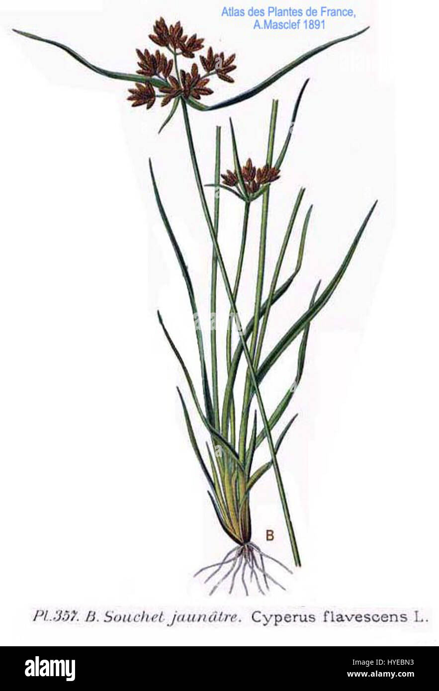 Cyperus flavescens hi-res stock photography and images - Alamy