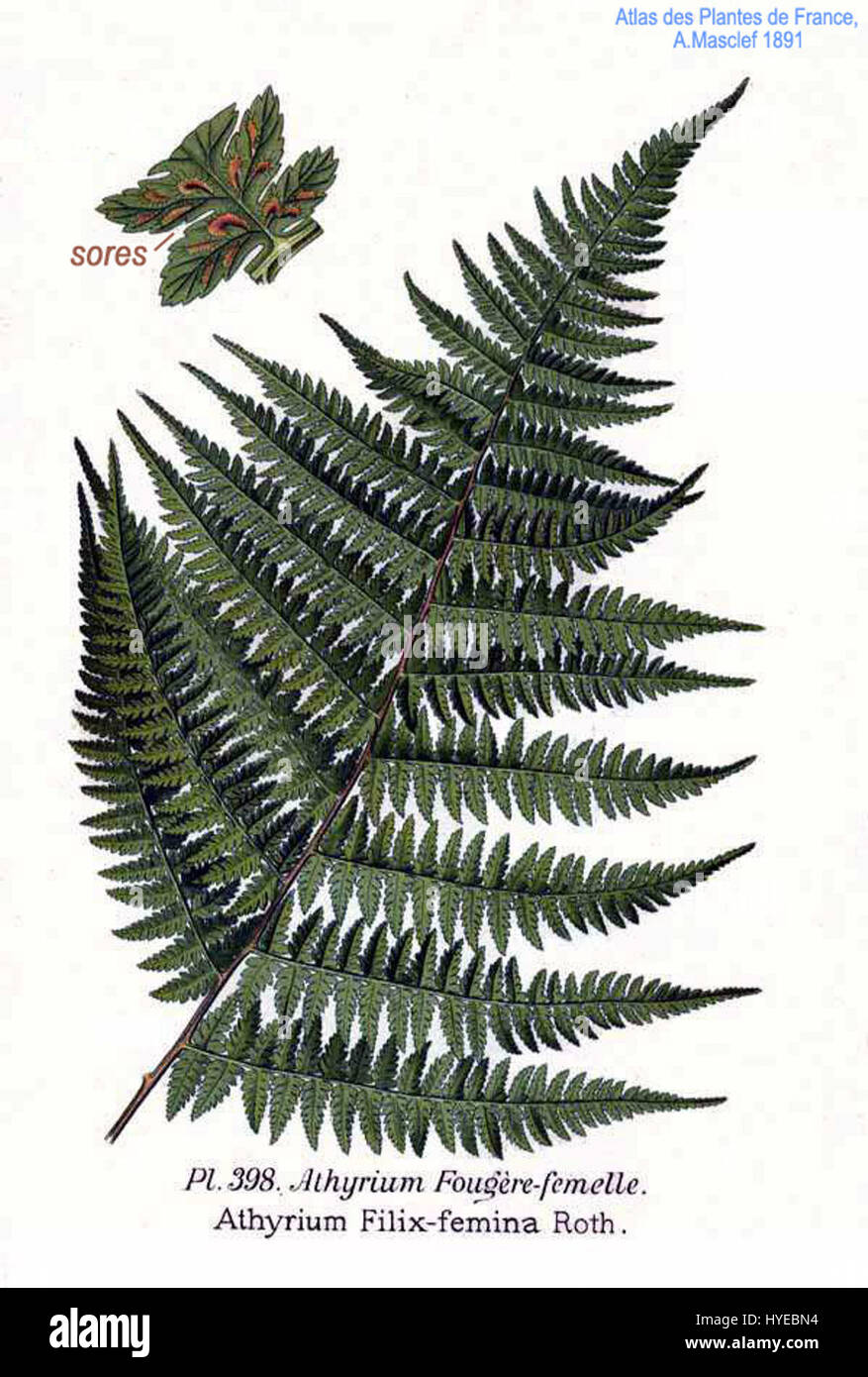 Athyrium filix-femina, also known as the lady fern, is a species of ...