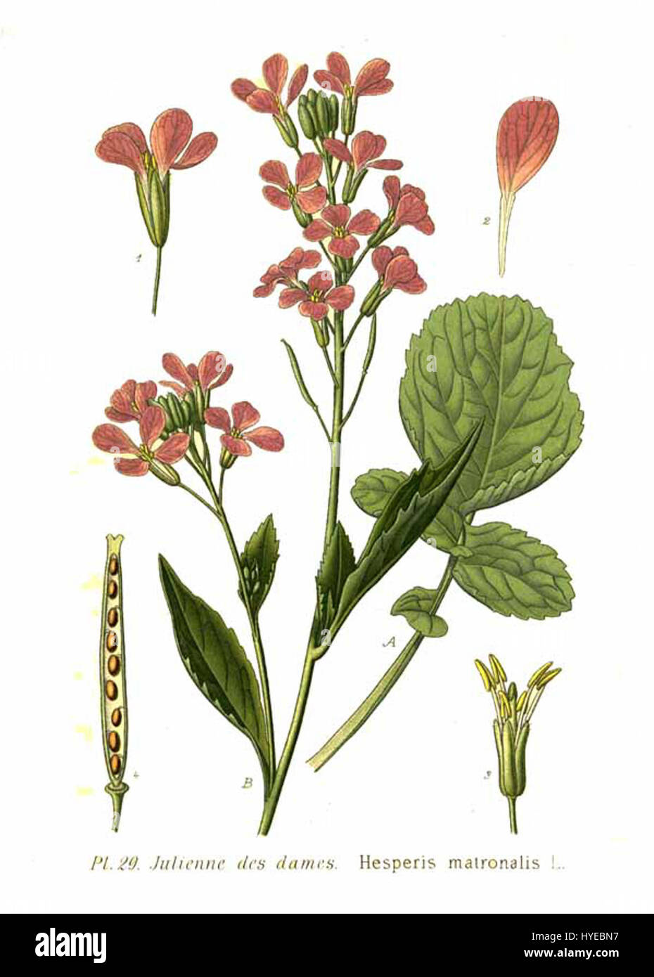 Hesperis matronalis, commonly known as dame's rocket, is a flowering ...