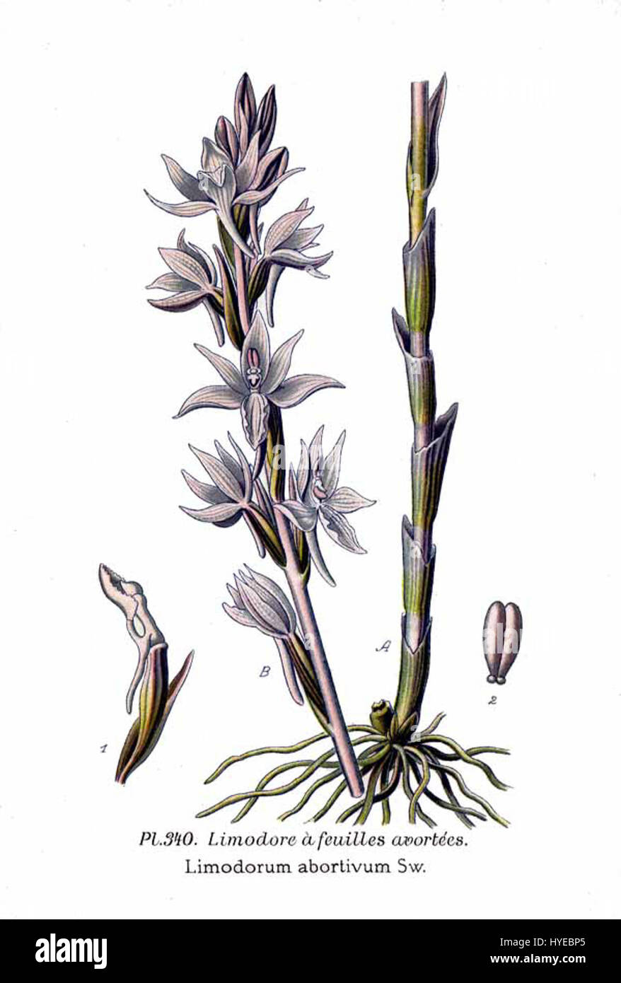 Limodorum abortivum, also known as the false orchid, is a rare species ...