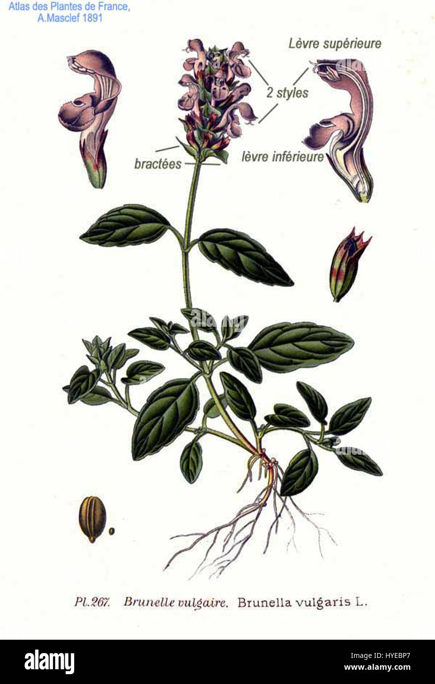 Brunella vulgaris L., commonly known as common selfheal, is a herb ...